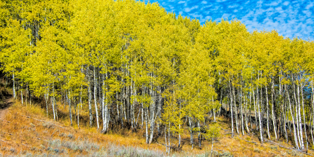 Importance of land preservation - Sawtooth Society